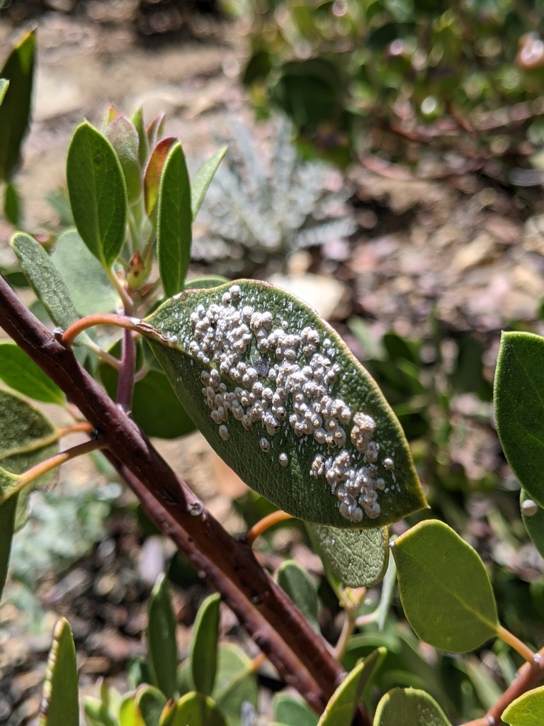 Plant-parasitic Hemipterans from Frazier Park, CA 93225, USA on June 25 ...