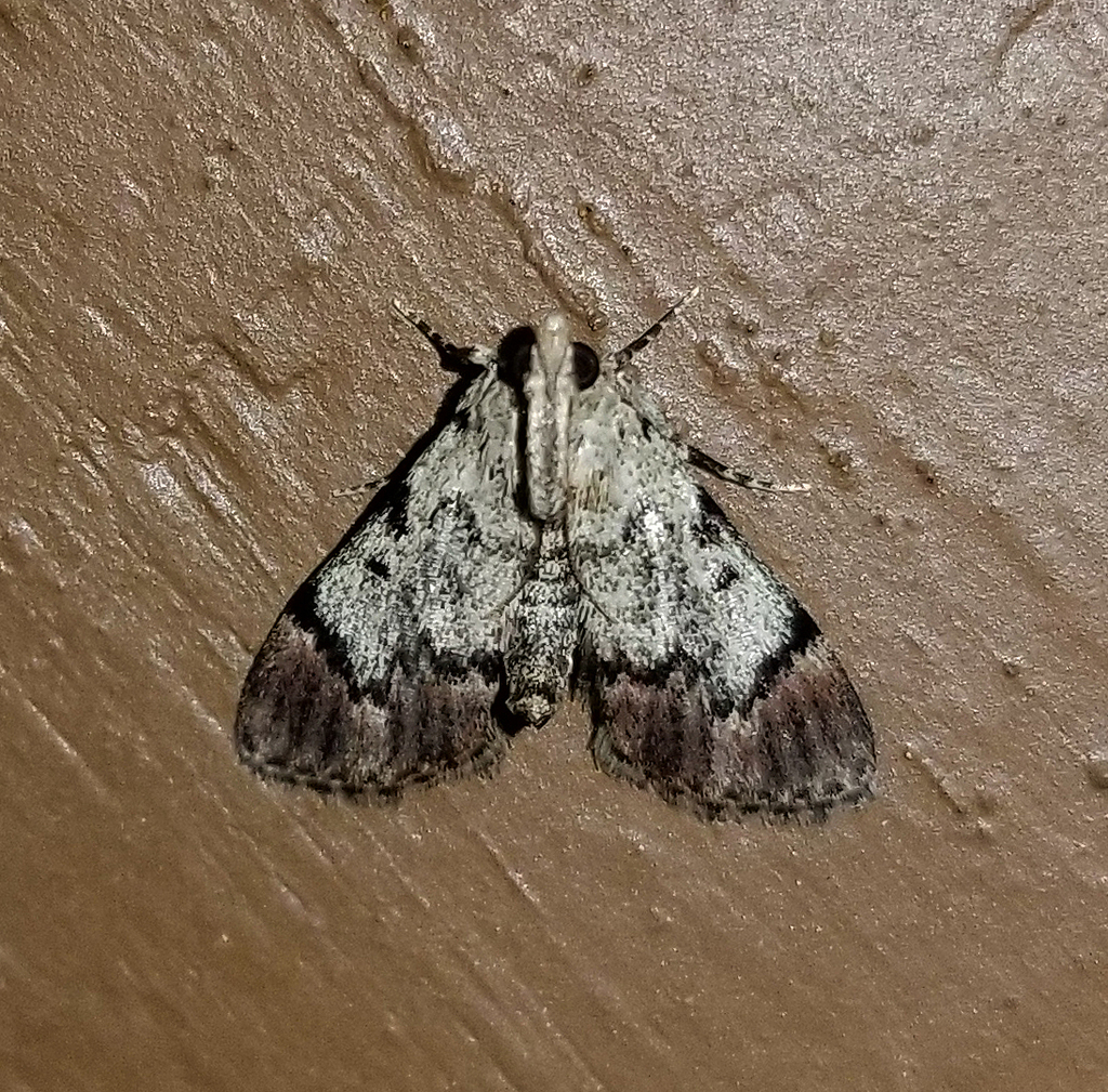 Dimorphic Macalla Moth from Fentress County, TN, USA on June 25, 2023 ...