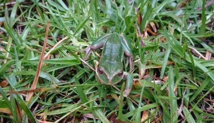 Ridged Tree Frog from Cuenca, Ecuador on June 15, 2023 at 09:50 AM by ...