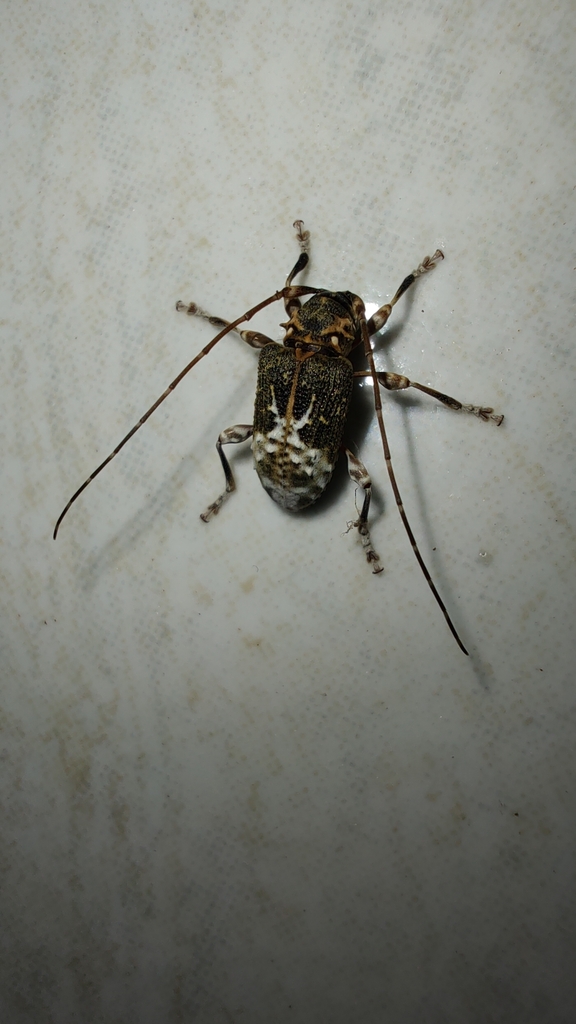 Alphus from Conceição do Castelo - ES, 29370-000, Brasil on January 17 ...