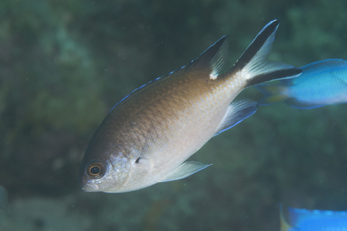 Smoky Puller (Chromis fumea) · iNaturalist