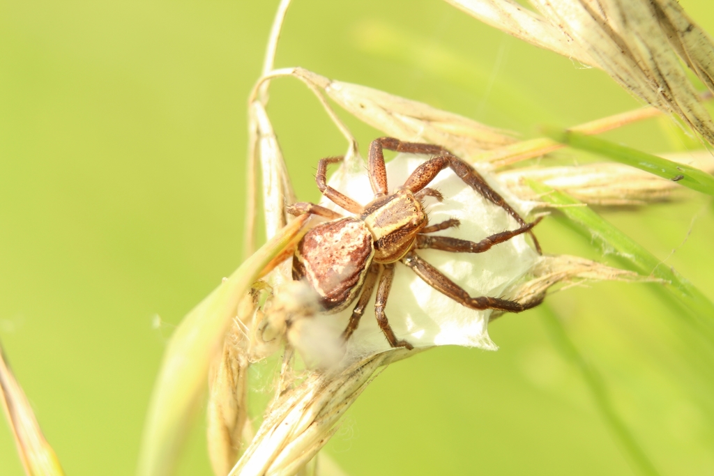 Swamp Crab Spider from Dzyarzhynsk District, Belarus on July 25, 2017 ...