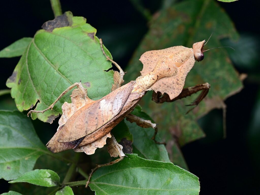 Parablepharis kuhlii asiatica from 中国云南省西双版纳傣族自治州勐腊县 on June 25, 2023 ...