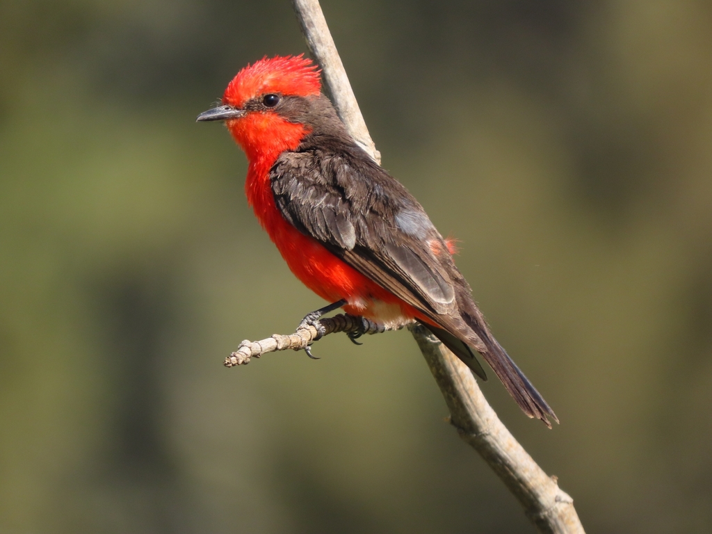 Vermilion Flycatcher from 42320 Maguey Blanco, Hgo., México on June 25 ...