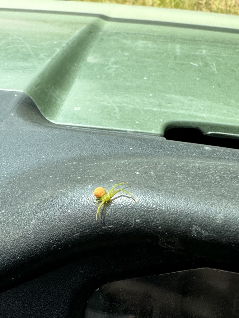 Mecaphesa from Dolan Rd, Mashpee, MA, US on June 26, 2023 at 10:42 AM ...