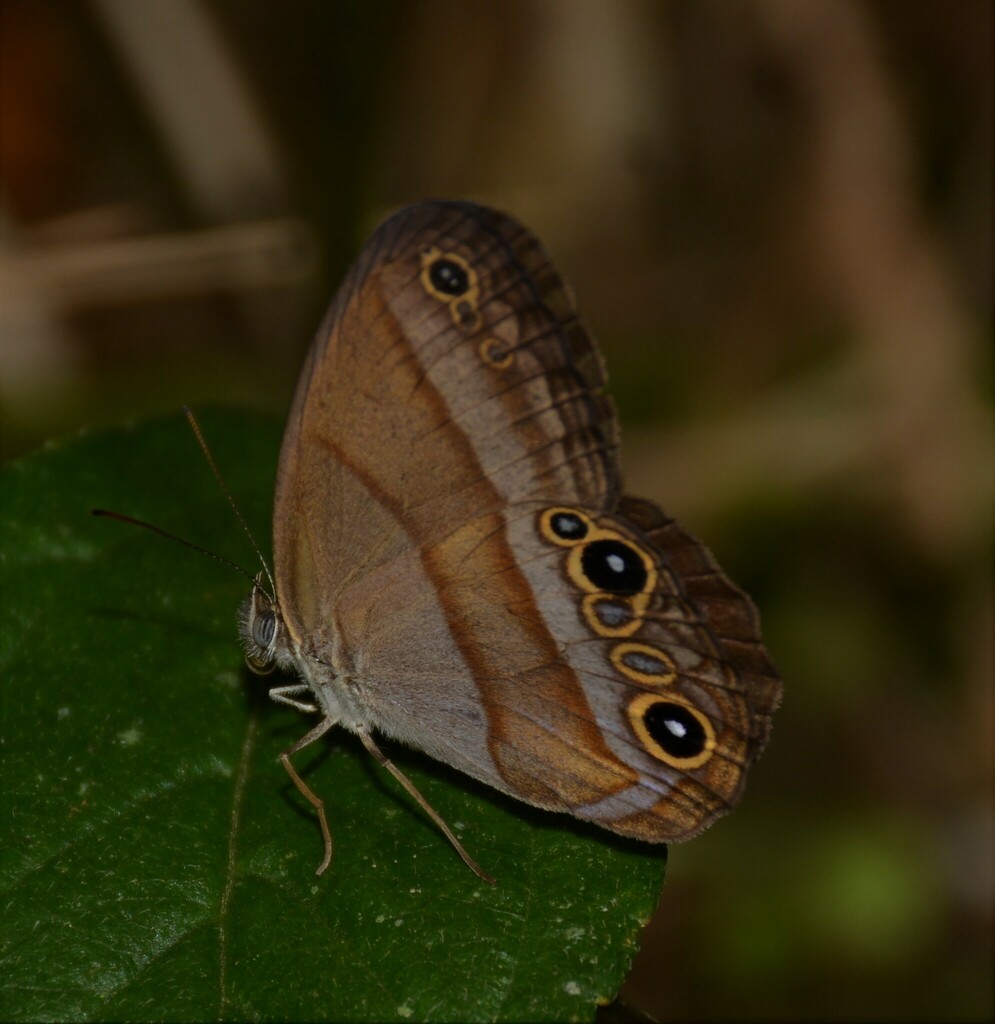 Blue-topped Satyr from Banco da Vitória, Ilhéus - BA, Brasil on June 26 ...