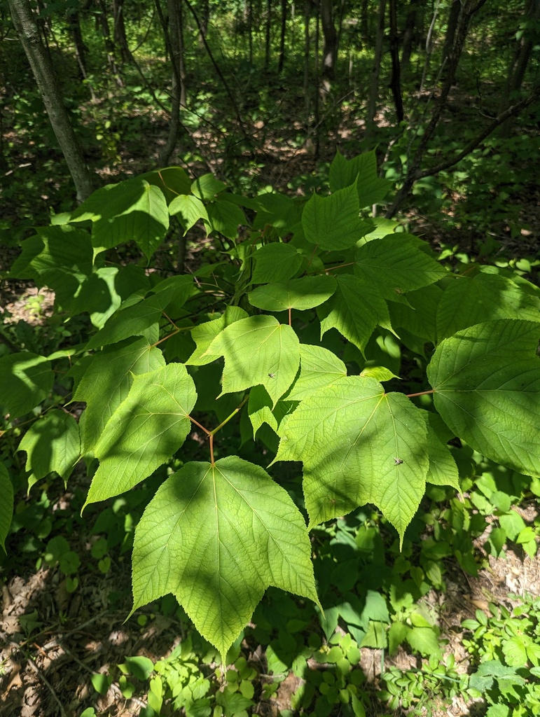 striped maple from Garrett County, MD, USA on June 10, 2023 at 02:07 PM ...