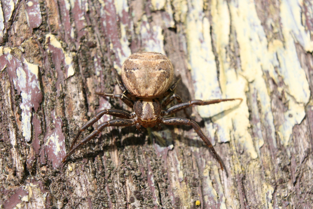 Common Crab Spider from Djahilno, Belarus on July 30, 2015 at 02:51 PM ...