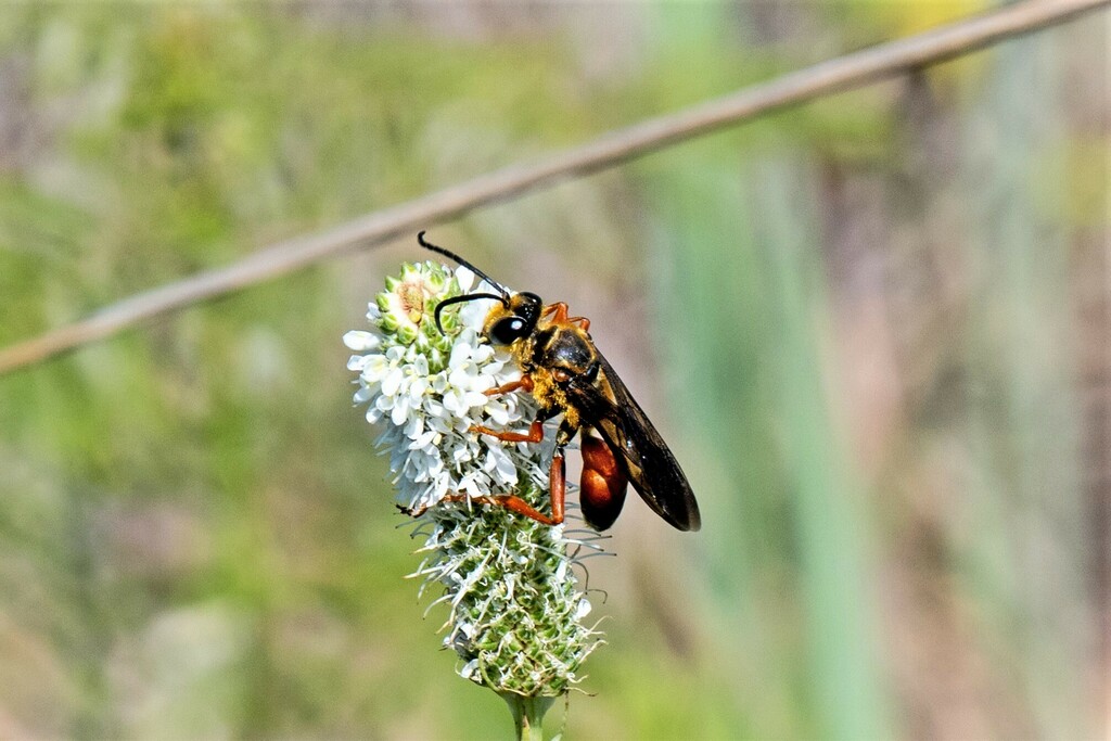 Great Golden Digger Wasp from Lancaster County, NE, USA on June 26 ...