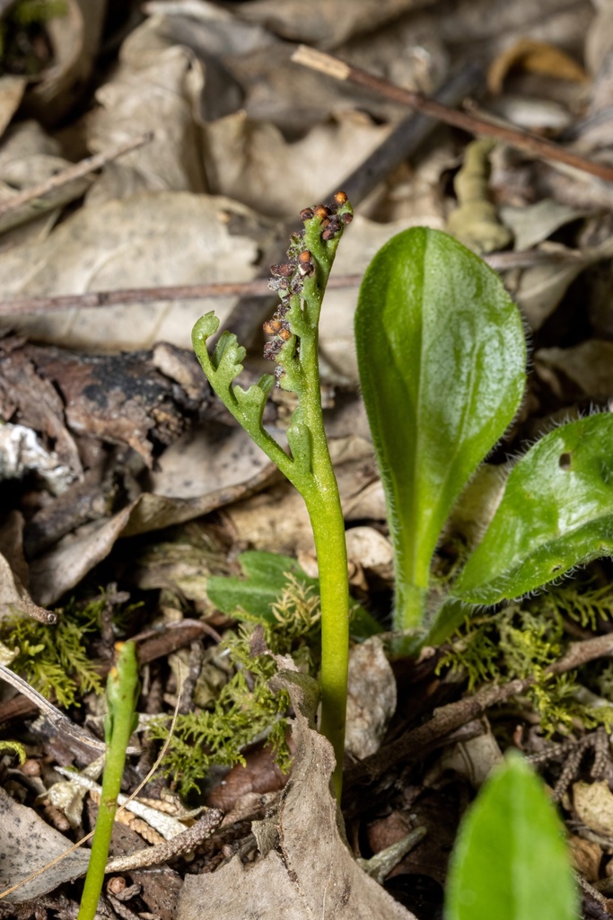 prairie moonwort in June 2023 by Mark. Suspected var. campestre sighted ...
