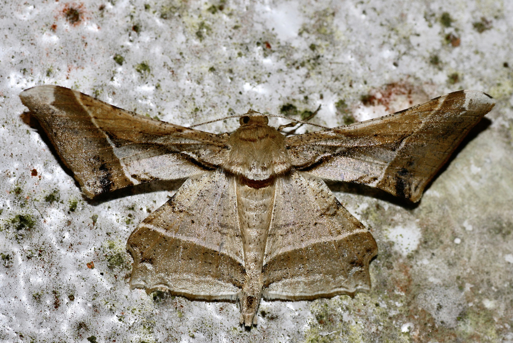 Krananda latimarginaria from Bukit Fraser, 49000 Bukit Fraser, Pahang ...