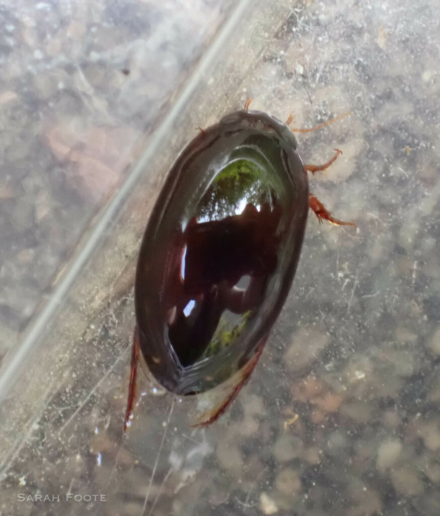 Ilybius in June 2023 by Sarah Foote · iNaturalist