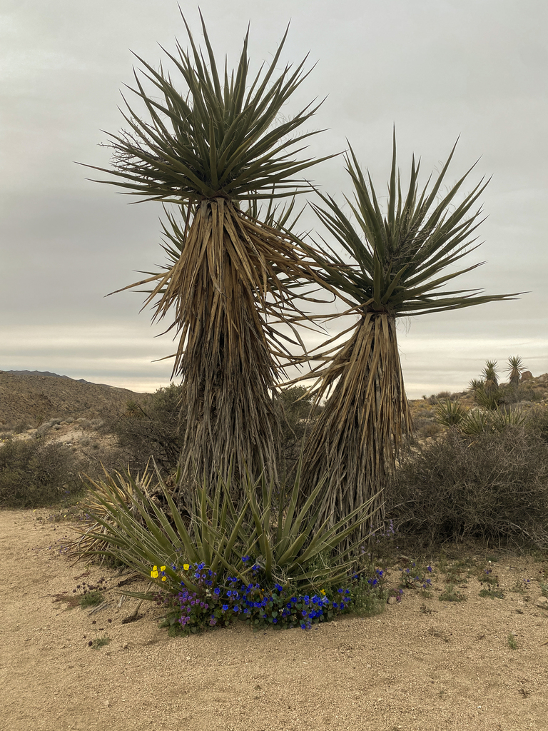 Mojave Yucca from Riverside County, CA, USA on March 31, 2023 at 05:19 ...