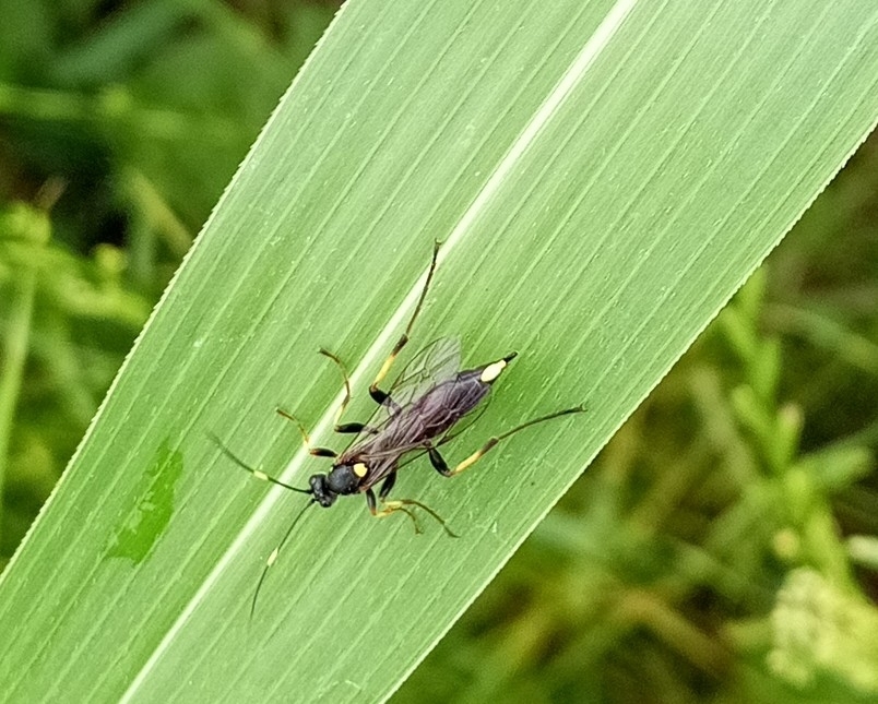 Achaius oratorius from 4060-1 Mizuko, Fujimi, Saitama 354-0011, Japan ...