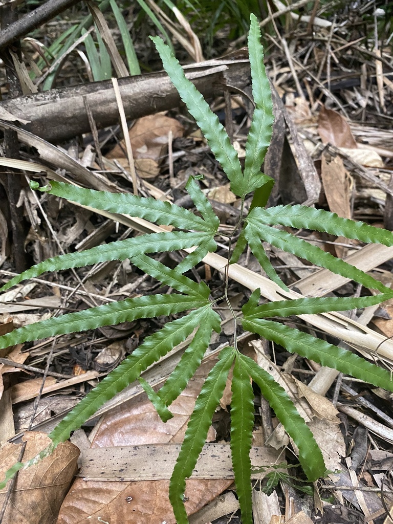 monarch climbing fern from Monkey Bay Wildlife Sanctuary, Belize, BZ on ...
