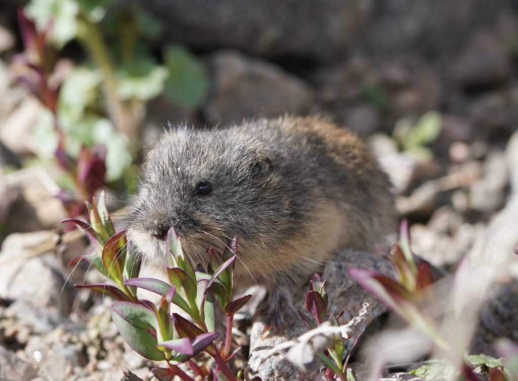 Brown Lemming from Tasilik St, Iqaluit, NU, CA on June 26, 2023 at 06: ...