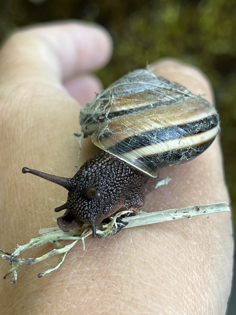 Helicoid Land Snails from SE Fish Hatchery Rd, Snoqualmie, WA, US on ...