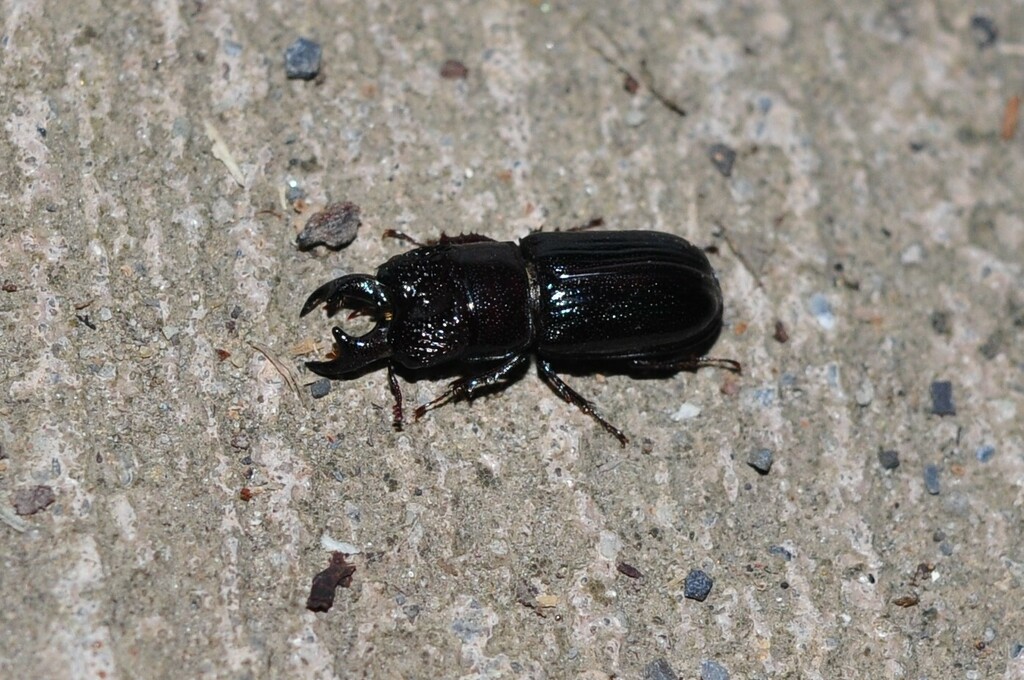 Red-rot Decay Stag Beetle from Pavilion on June 21, 2023 at 09:42 PM by ...
