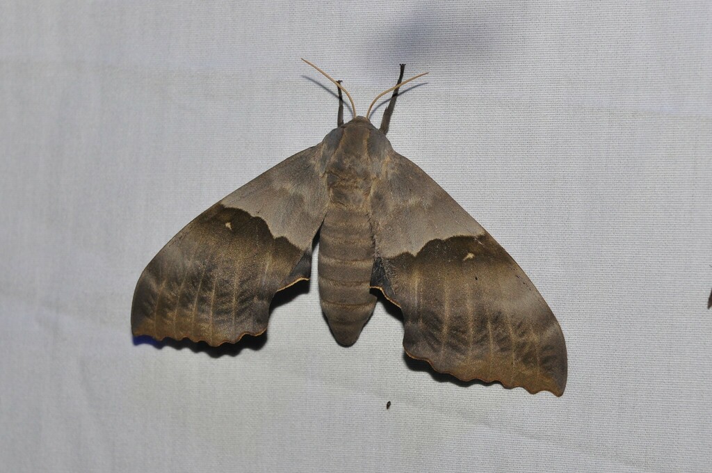 Modest Sphinx from Pavilion on June 21, 2023 at 10:02 PM by elizabeth_8 ...