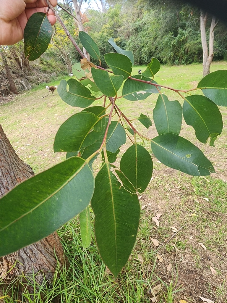 Swamp Mahogany from Terrigal NSW 2260, Australia on June 27, 2023 at 11 ...