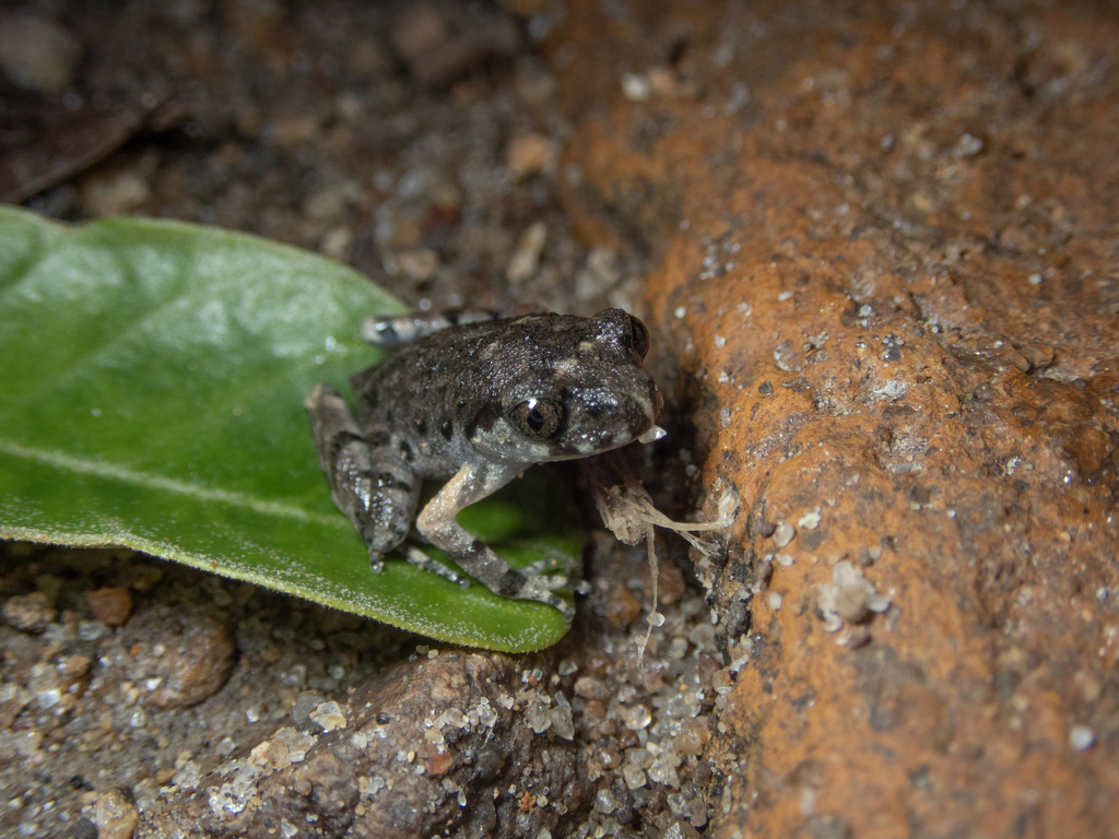 Lau's Leaf Litter Toad from Hong Kong on June 26, 2023 at 09:56 PM by ...