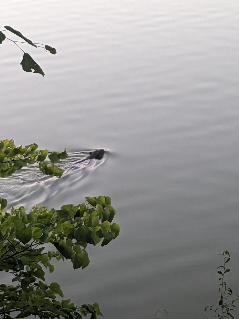 Rodents in June 2023 by Alan Holloway. Swam fast! · iNaturalist