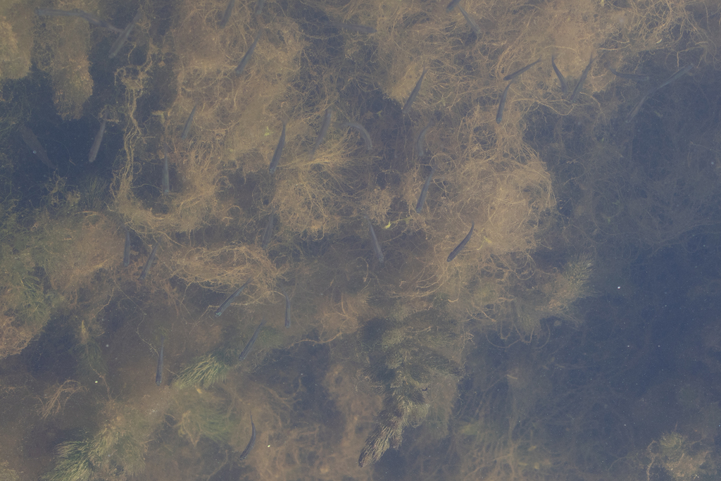 Minnows, Suckers, Carps, and Loaches in June 2023 by Molly Hanse ...