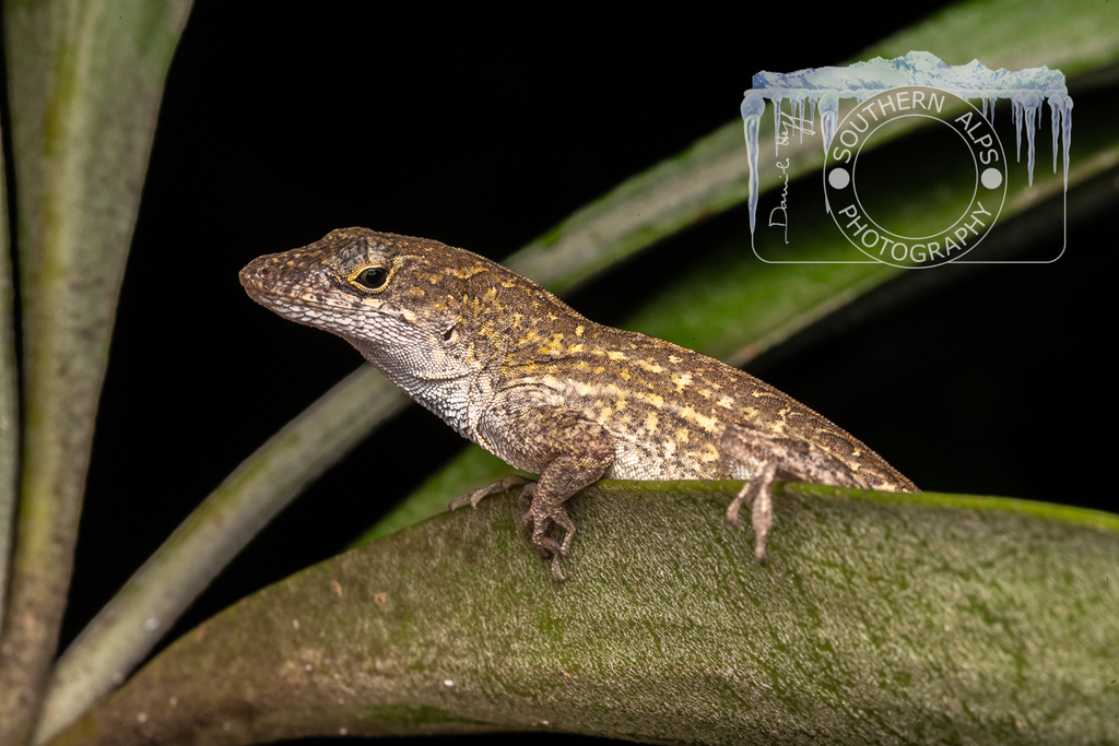 Brown Anole from Gainesville, FL, USA on June 26, 2023 at 09:36 PM by ...