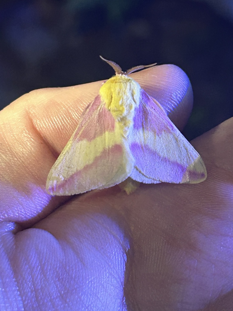 Rosy Maple Moth in June 2023 by Taylor Sturm · iNaturalist
