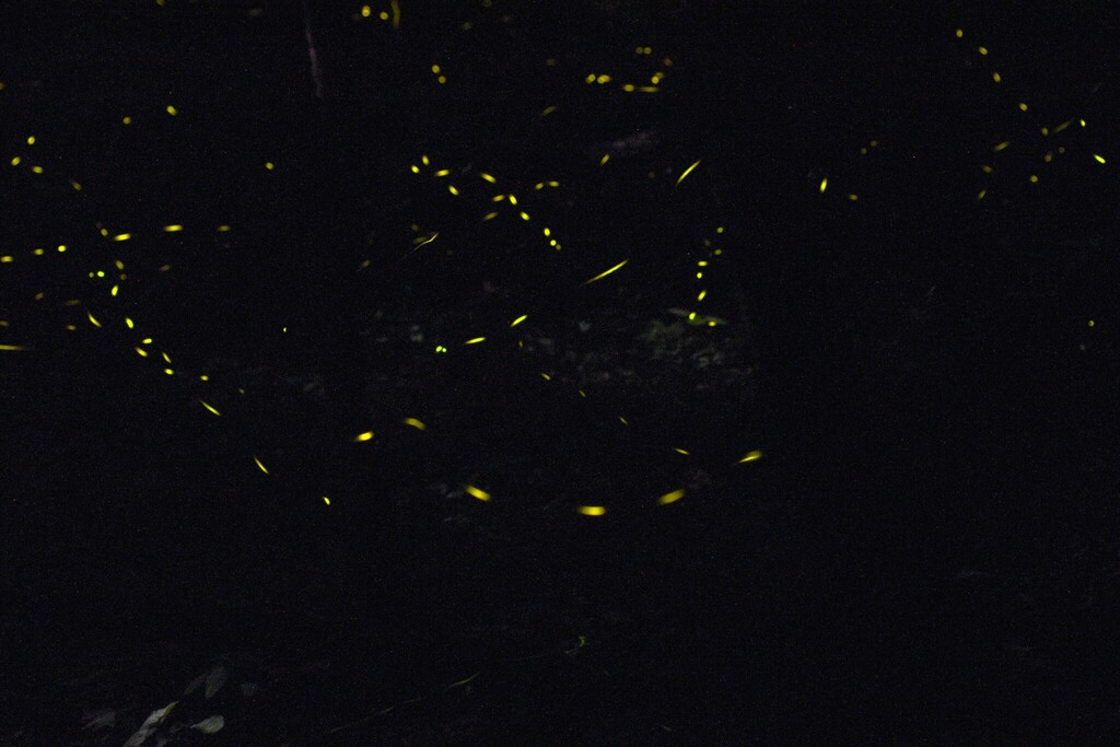 Synchronous Firefly from Smyth County, VA, USA on June 26, 2023 at 09: ...