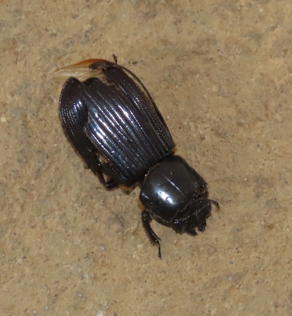 Passalus from 64VJ+Q7V, Las Lajas, Panamá on June 21, 2023 at 10:46 AM ...