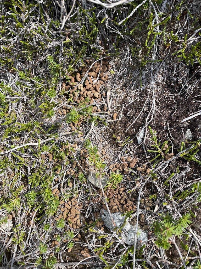 Pheasants, Grouse, and Allies from Strathcona Provincial Park ...