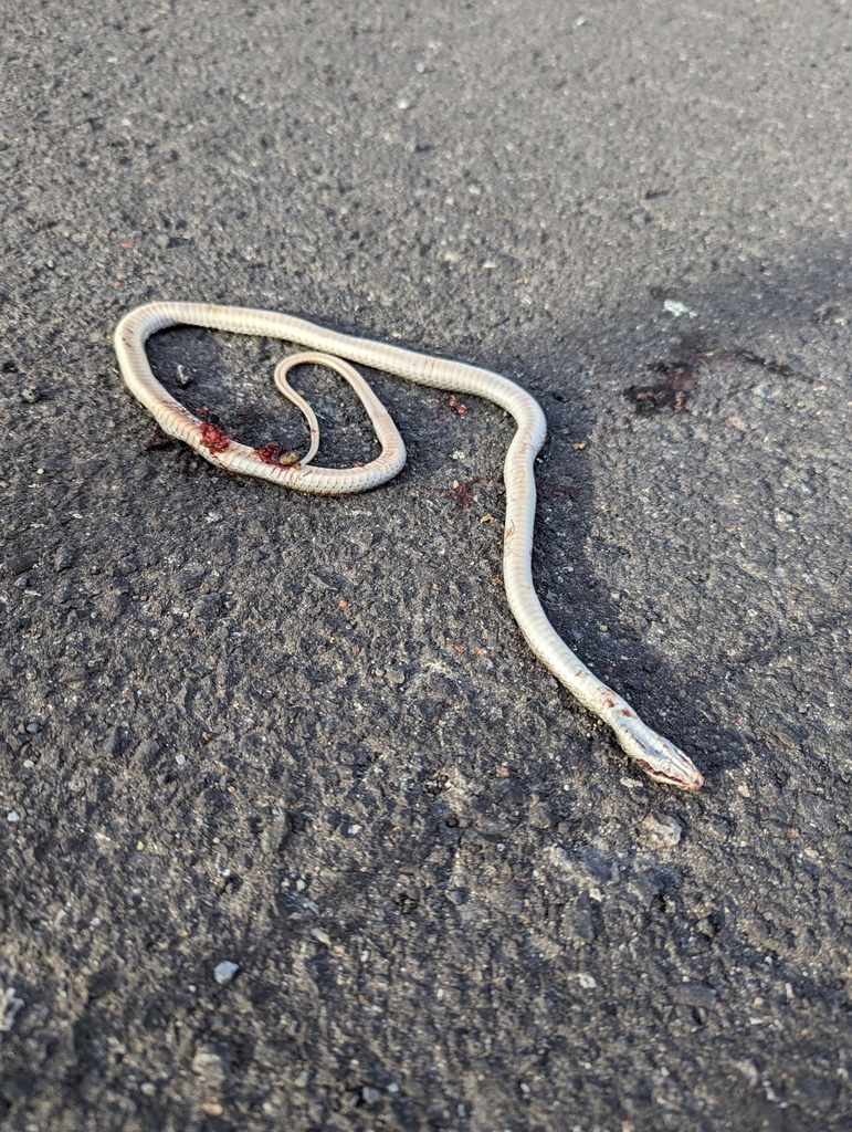 Colubrine Snakes from Lovelock, NV 89419, USA on June 22, 2023 at 07:11 ...