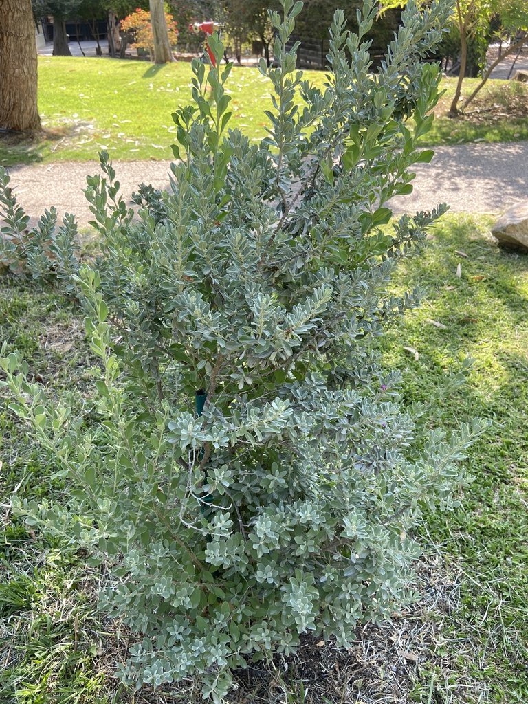 silverleaves from Gan Garoo-Australian Park, Nir David, Northern ...