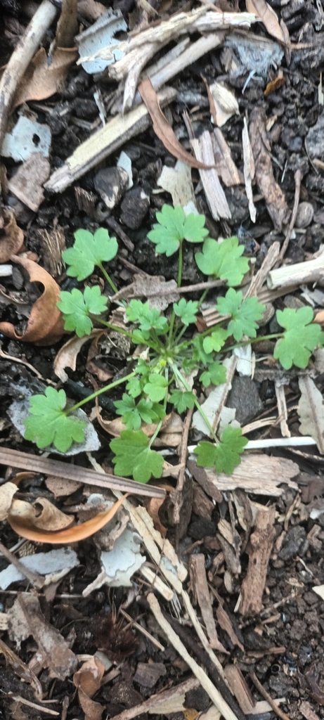 flowering plants from Mount Colah NSW 2079, Australia on June 24, 2023 ...