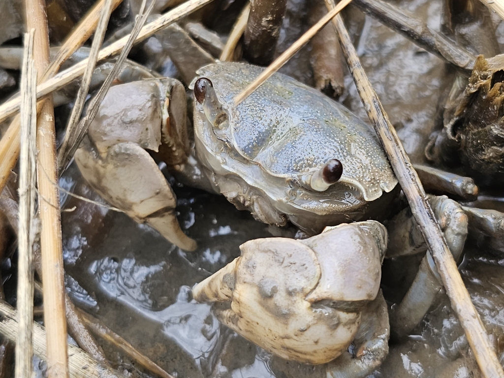 Helice tientsinensis from Chongming District, Shanghai, China on June ...