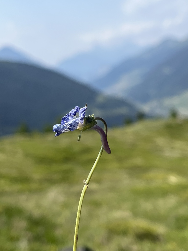 dicots from Bourg-St-Pierre, VS, CH on June 26, 2023 at 04:42 PM by ...