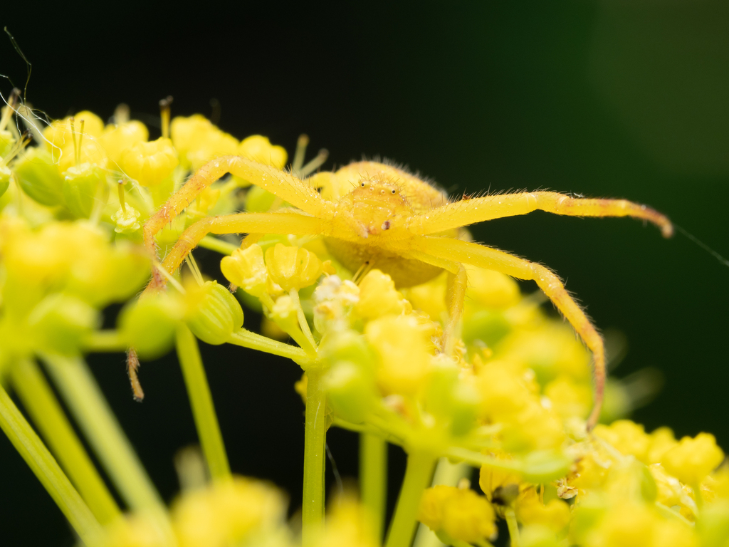Northern Crab Spider from Waukesha County, WI, USA on June 8, 2023 at ...