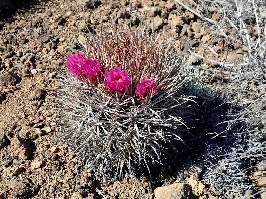 Ferocactus fordii borealis on June 24, 2018 at 10:41 AM by Jim Roberts ...
