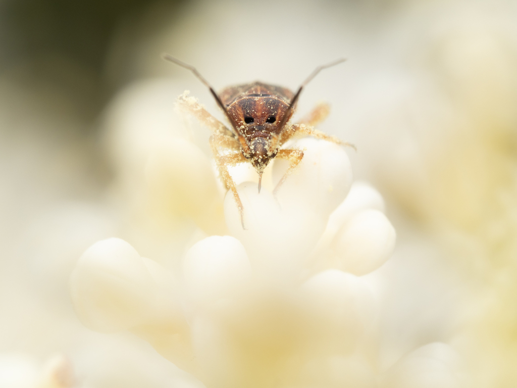 Plant Bugs from Valley Forge, Milwaukee, WI, USA on June 17, 2023 at 07 ...