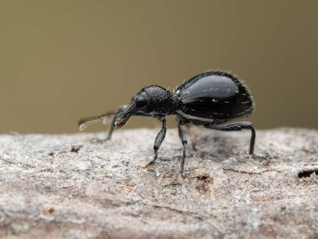 Myrmex chevrolatii from Lake County, IL, USA on June 20, 2023 at 11:52 ...