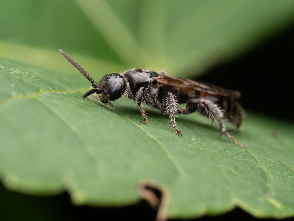 Tiphiid Flower Wasps from Muskego, WI, USA on June 26, 2023 at 04:27 PM ...