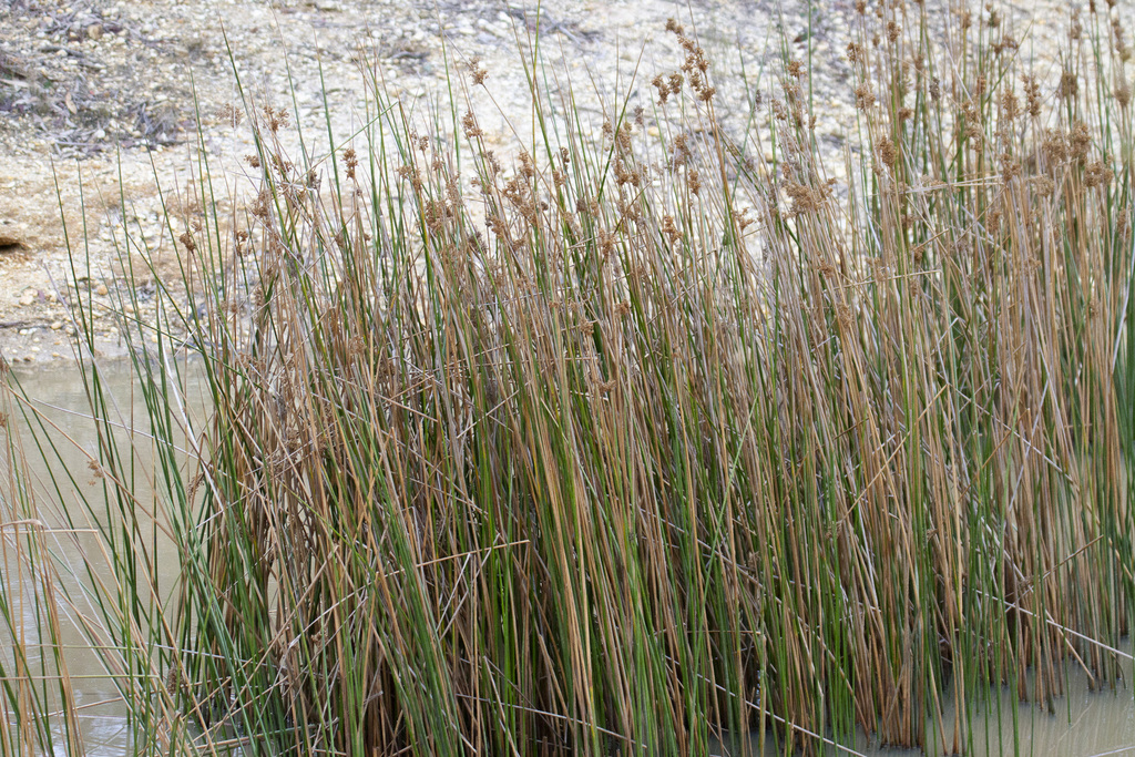 Juncus gregiflorus from Long Forest VIC 3340, Australia on June 25 ...