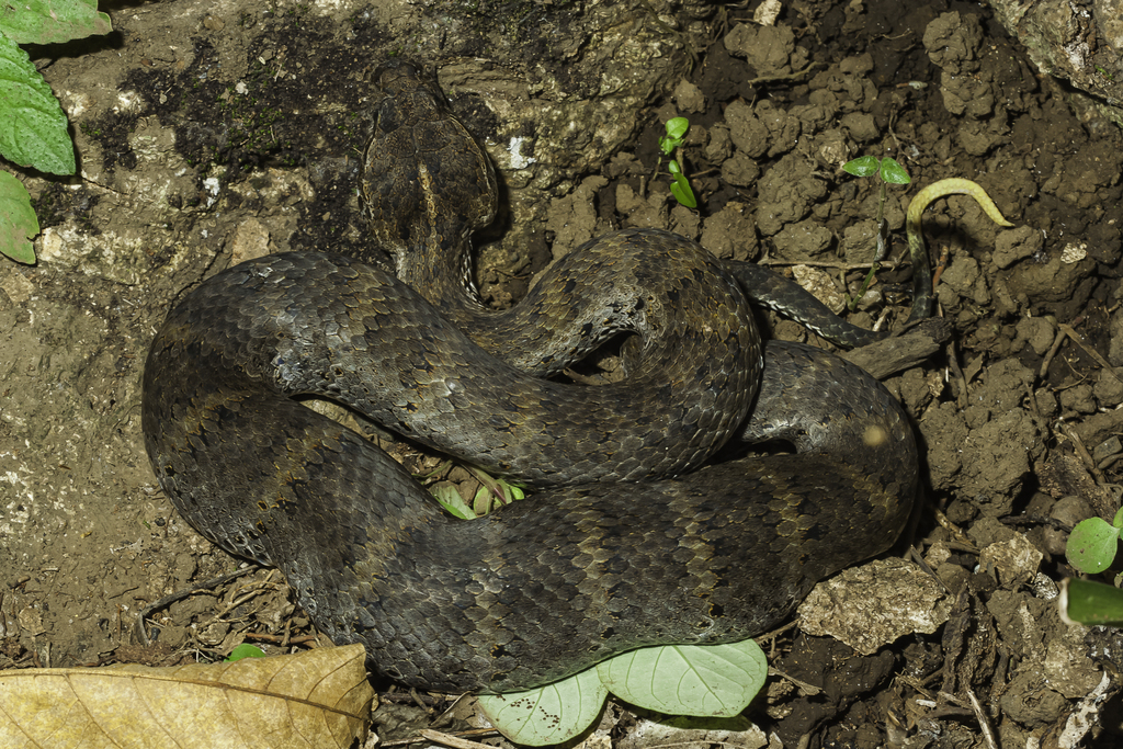 New Guinea Death Adder from near Kaviak Plantation, Karkar Island ...