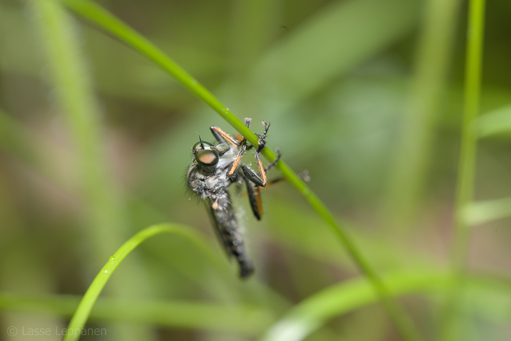 Neoitamus in June 2023 by Lasse Leppänen · iNaturalist