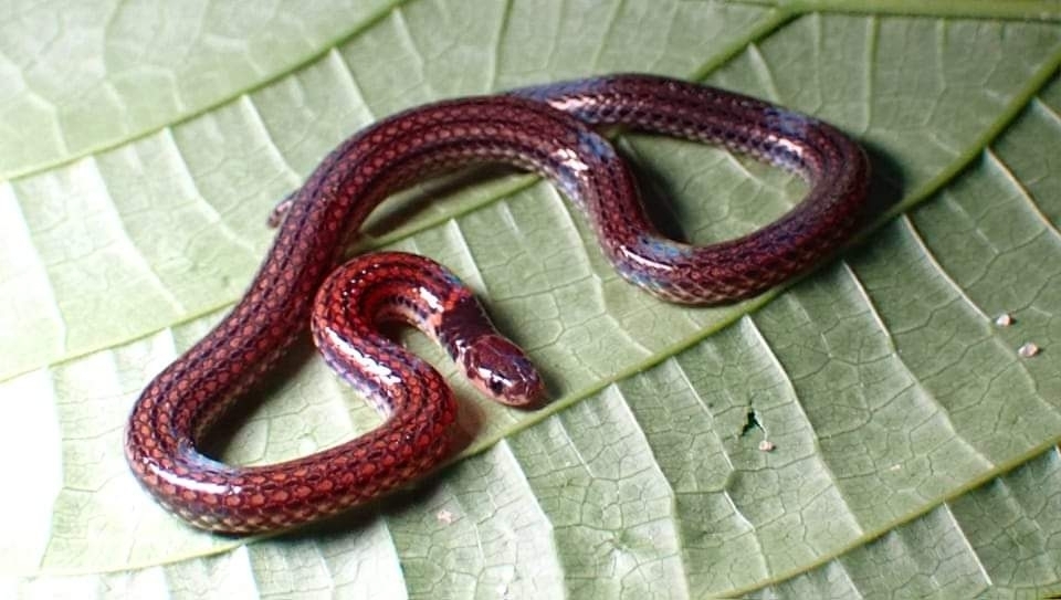 Collared Reed Snake from Penang Hill on March 5, 2023 by Siang Liang ...
