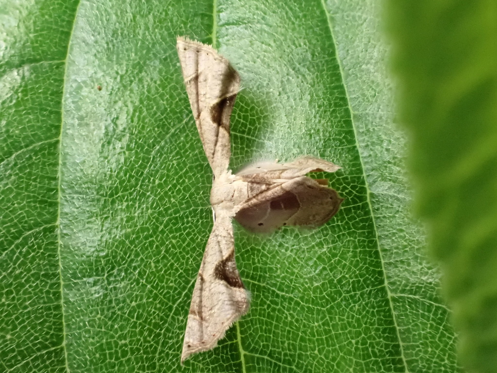 Phazaca from Hong Kong Island, The Peak, Hong Kong Island, HK on June ...