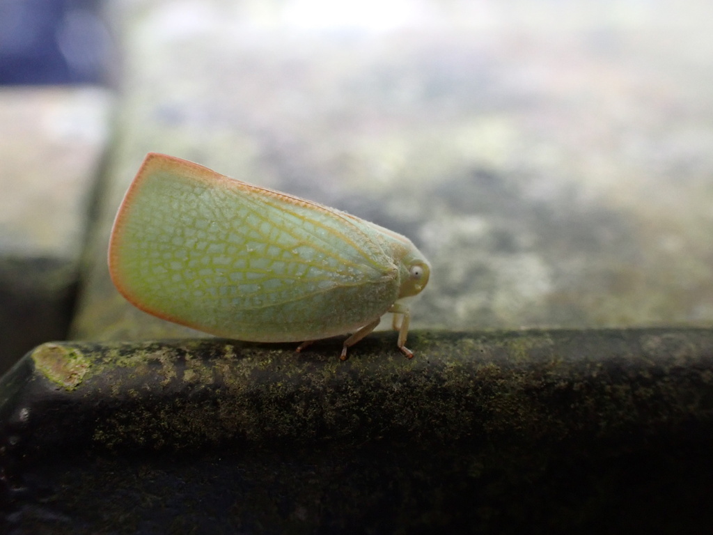 Geisha distinctissima in June 2023 by King Chan · iNaturalist