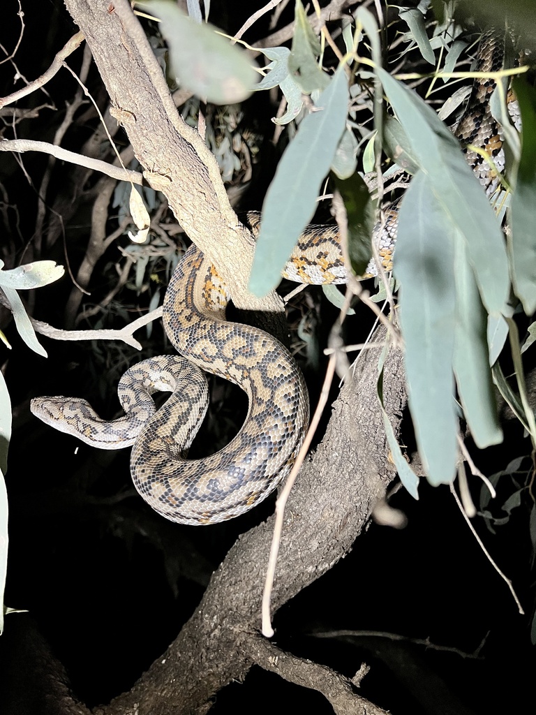 Inland Carpet Python in June 2023 by Bruce Edley · iNaturalist