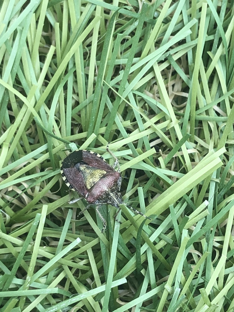 Sloe Bug from Rue Grand Chemin, Calonne-sur-la-Lys, Hauts-de-France, FR ...